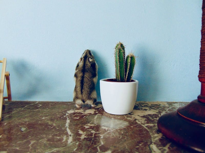 Can Mice Climb Walls? Surprising Facts about These Cute Little Rodents