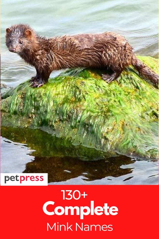 130+ Mink Names: A Comprehensive List Name Ideas For Pet Mink