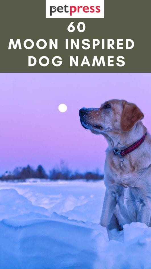 60 Creative Moon Inspired Dog Names For Your Cute Pooch