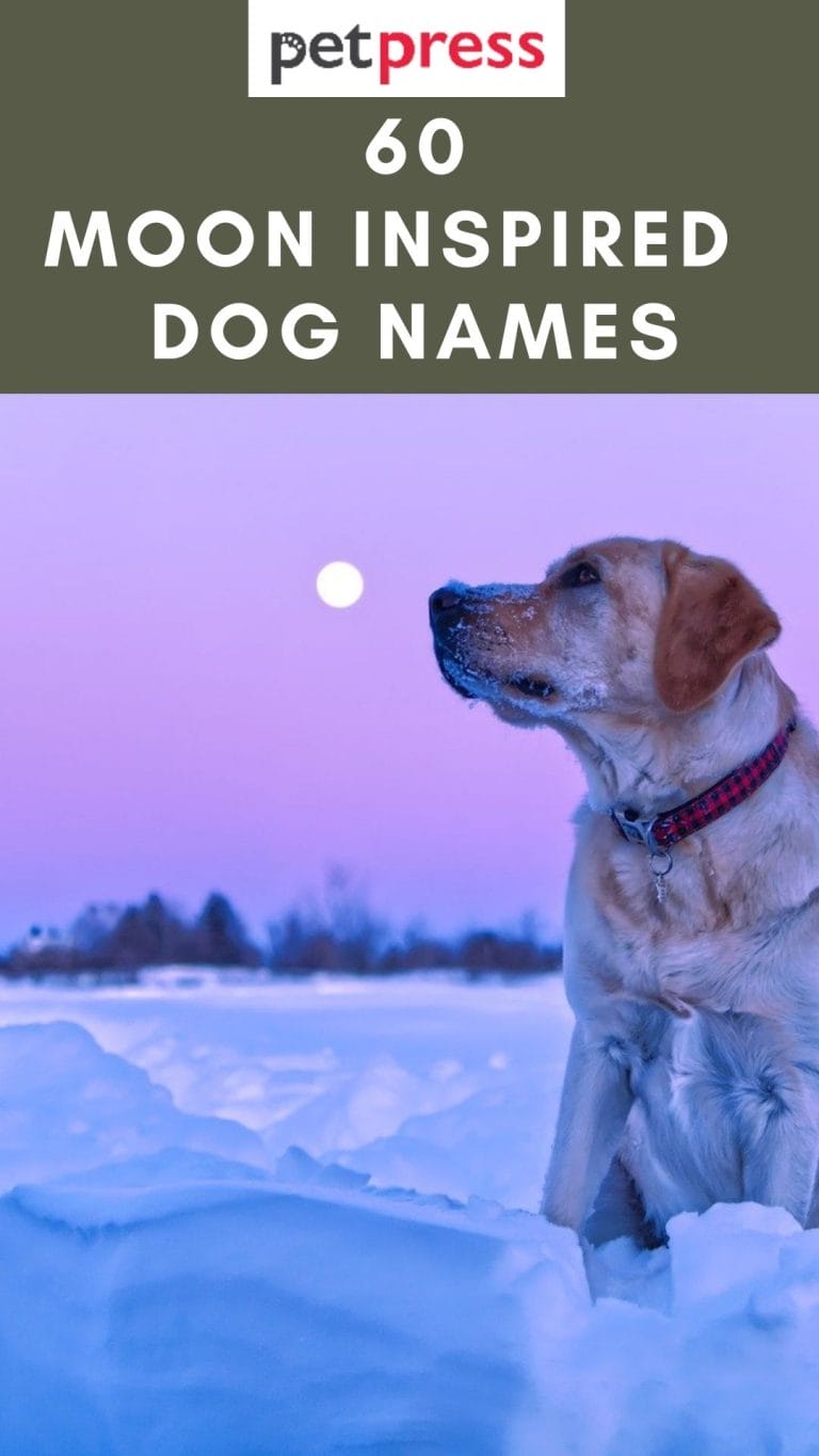 60 Creative Moon Inspired Dog Names For Your Cute Pooch