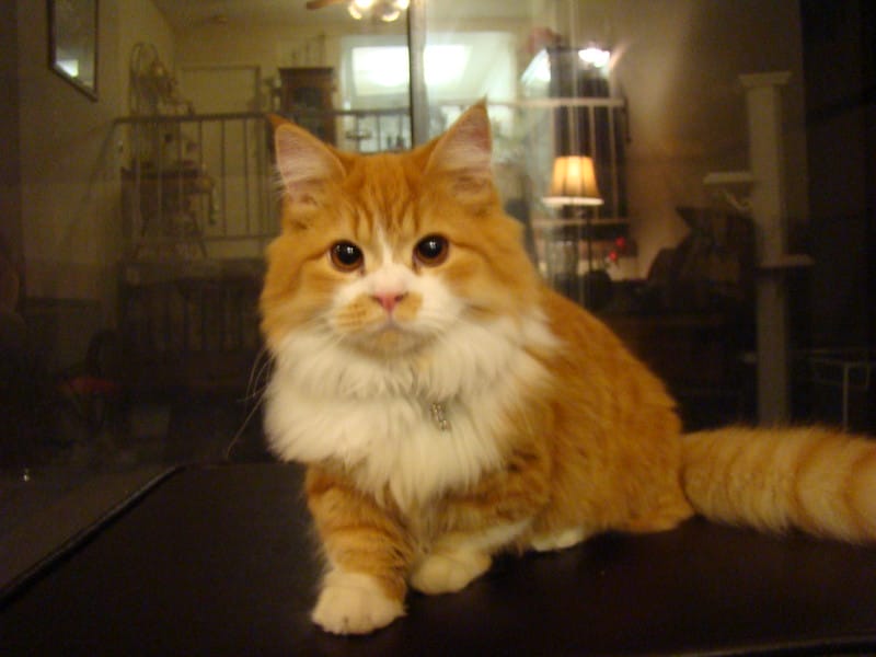 10 Orange Cat Breeds: A List of the Cutest And Friendly Orange Cats