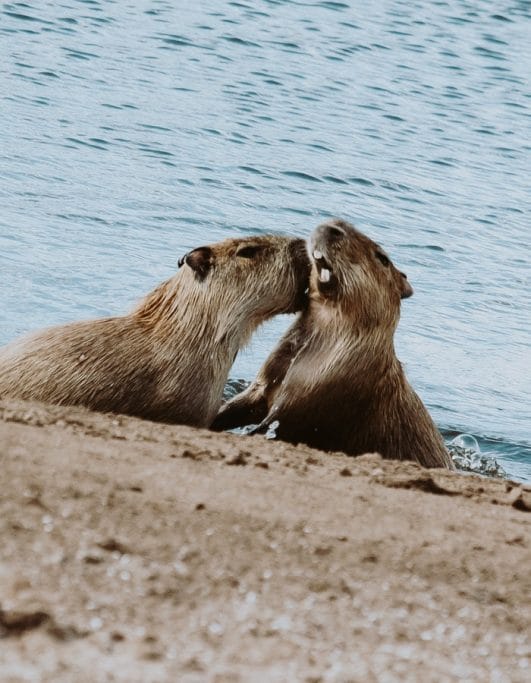 120+ Capybara Names - Cute and Unique Names for Your Capybara