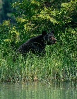 540+ Bear Names - Unique Name Ideas for Your Cuddly Cub