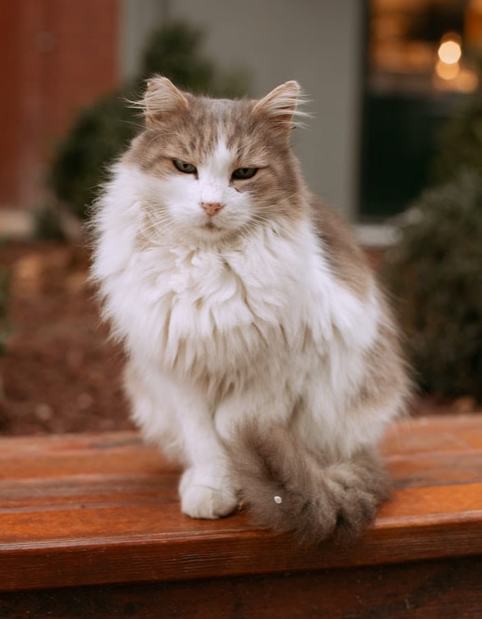14 Fluffy Cat Breeds: The Cutest and Fluffiest Kittens You'll Ever See
