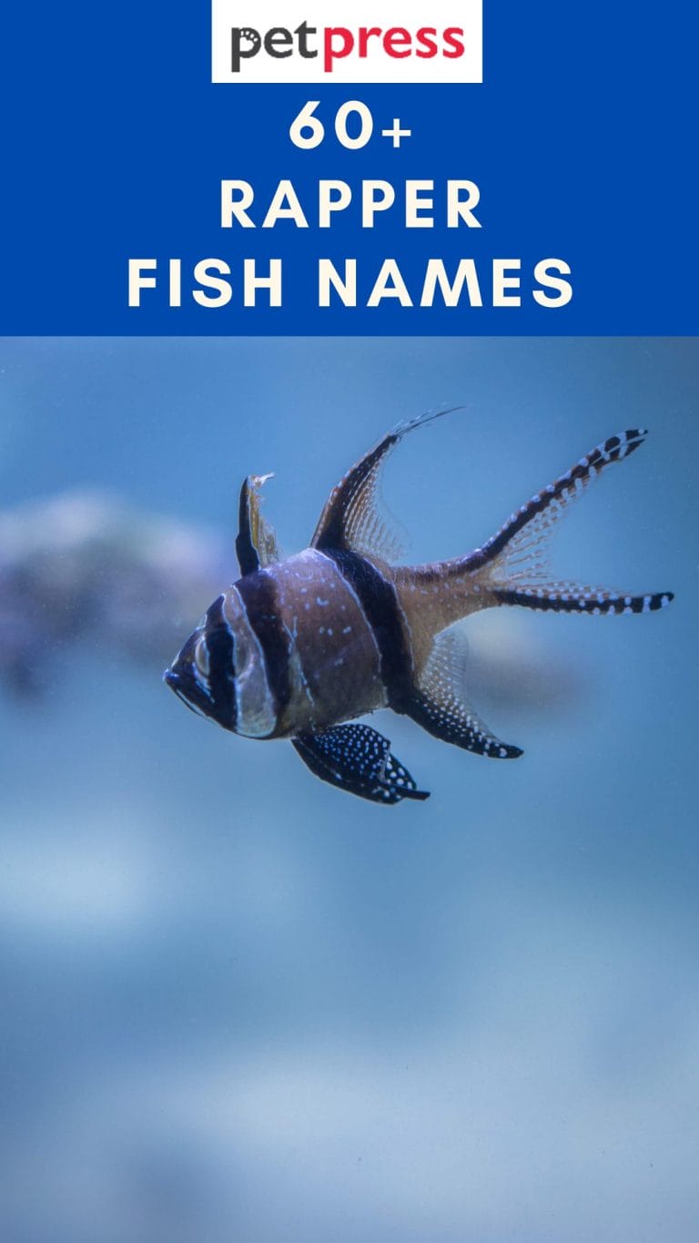 60+ Rapper Inspired Fish Names - Cool Name Ideas For Your Pet Fishes
