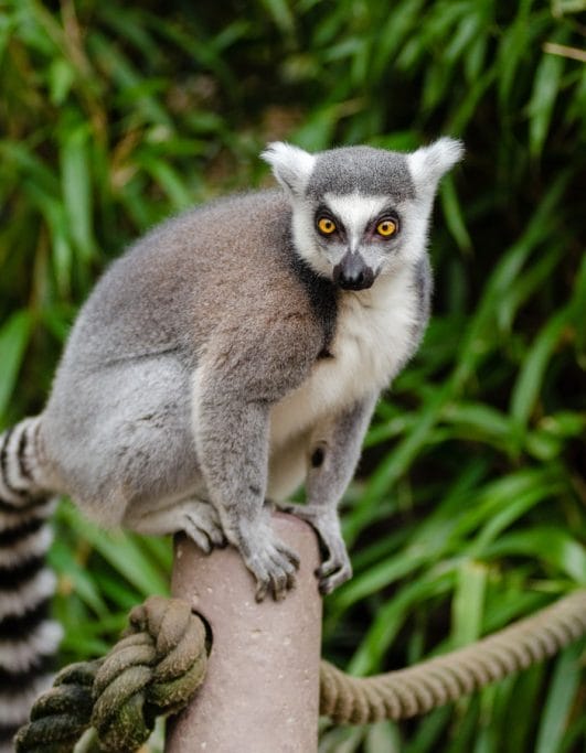 250+ Lemur Names: The Cutest and Cuddliest Primates on Earth