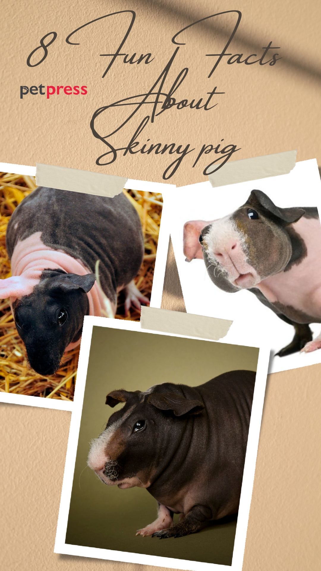 8 Fun Facts About Skinny Pig: The Unique Pet You Didn't Know Existed