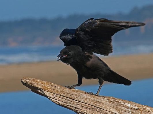 150 Pet Crow Names to Start Calling Your New Feather Companion