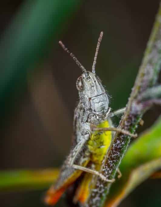 150+ Grasshopper Names: A List of Adorable Names for Grasshopper