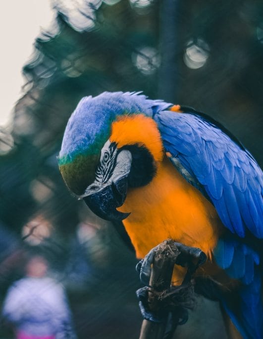Macaw Names: 420 Ultimate List to Choosing a Name for Your Pet Macaw