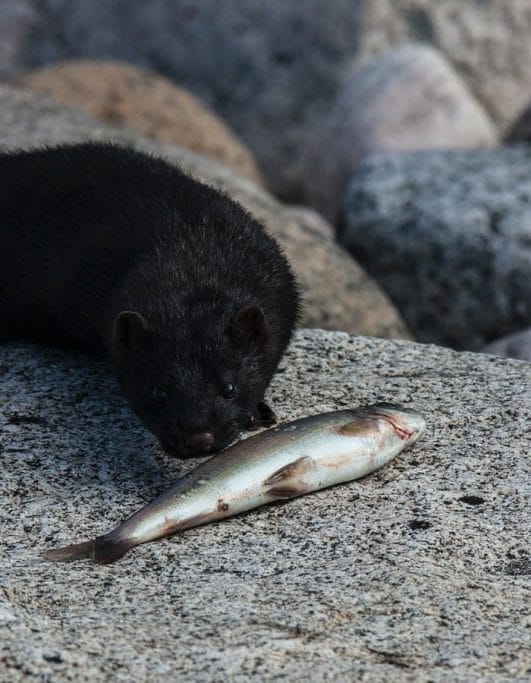 130+ Mink Names: A Comprehensive List Name Ideas For Pet Mink