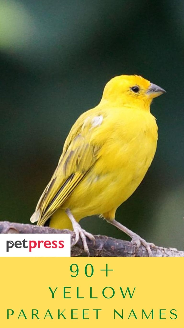 90+ Yellow Parakeet Names: Creative name Ideas for Your Pet Parakeet