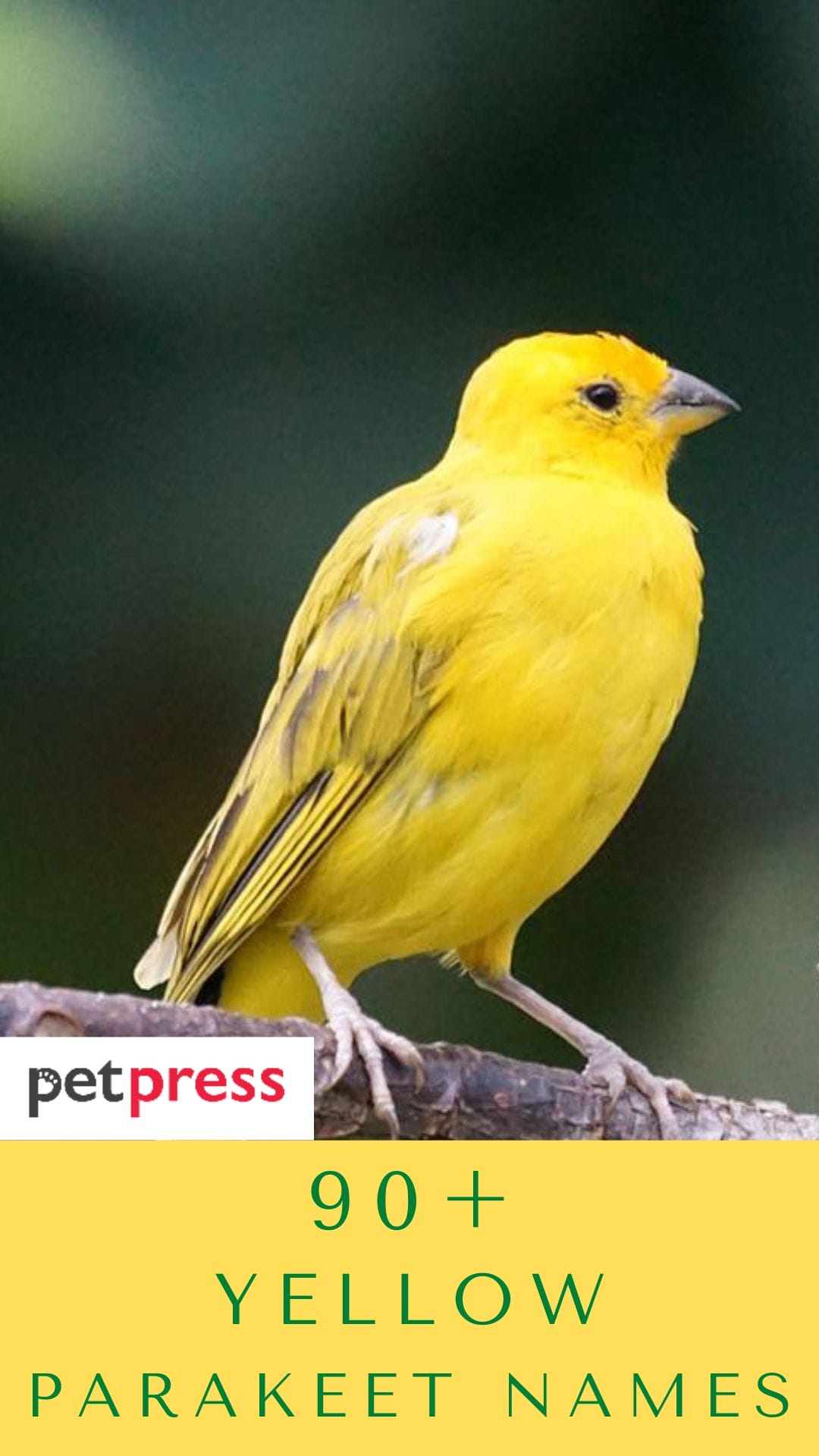 90+ Yellow Parakeet Names: Creative name Ideas for Your Pet Parakeet