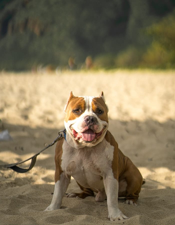 12 Dogs That Look Like Pit Bulls That You Need to Know