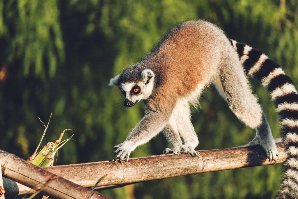 List of Animal names starting with L with Facts