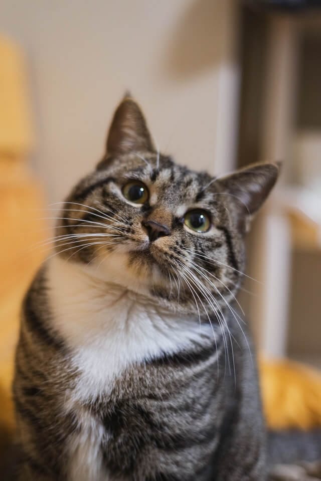 Do Cats Know Their Names: Here is What You Need to Know