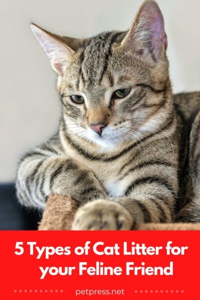 5 Types of Cat Litter for your Feline Friend