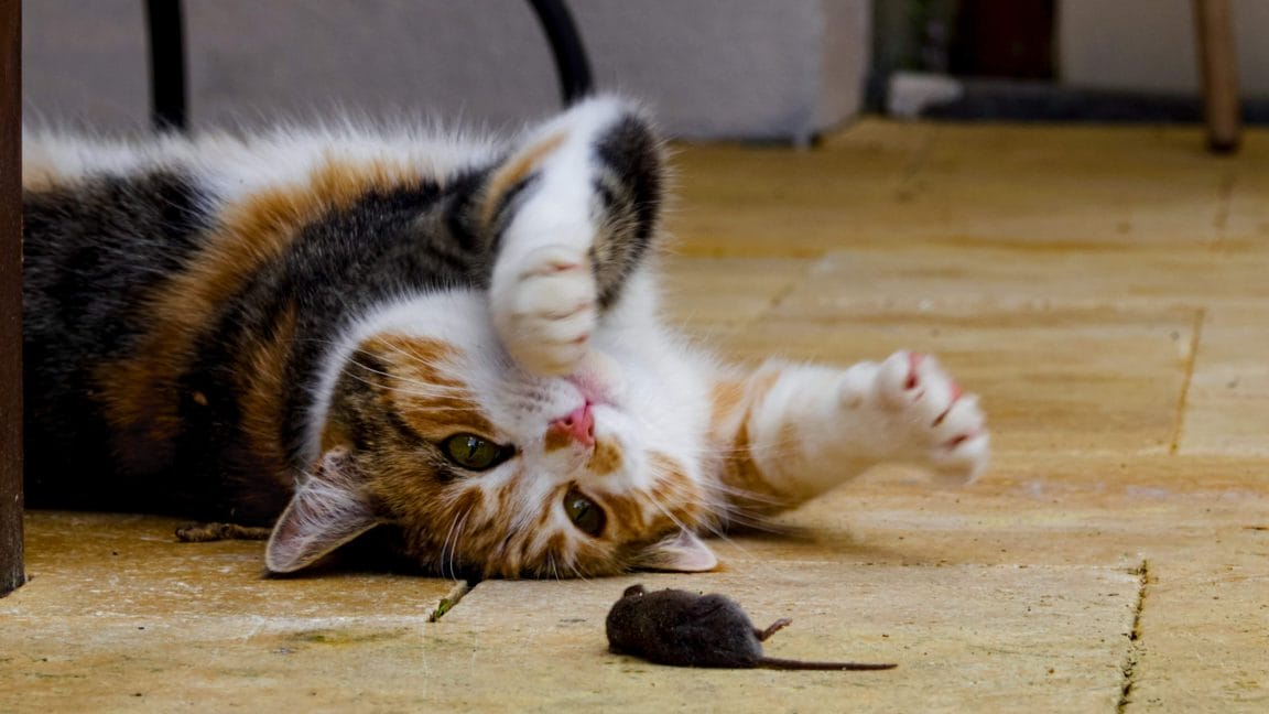 15 Smart Home Gadgets That Help Your Cat Live - PetPress