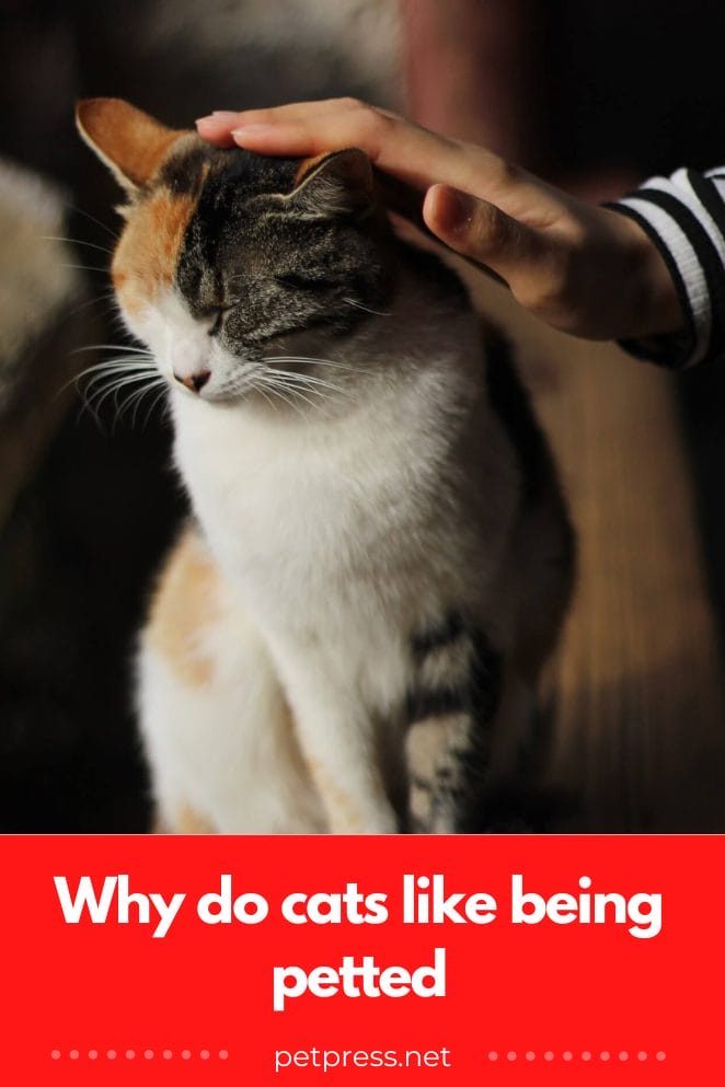 Why do cats like being petted: The Science Behind It Why do cats like being petted: The Science Behind It