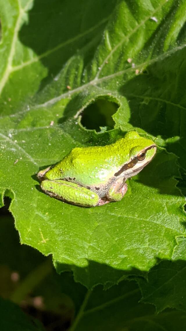 Why do frogs croak: The Science Behind It