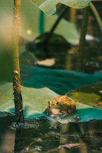 Why do frogs croak: The Science Behind It