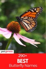 290+ Butterfly Names - Fascinating Name Ideas For Beautiful Insects