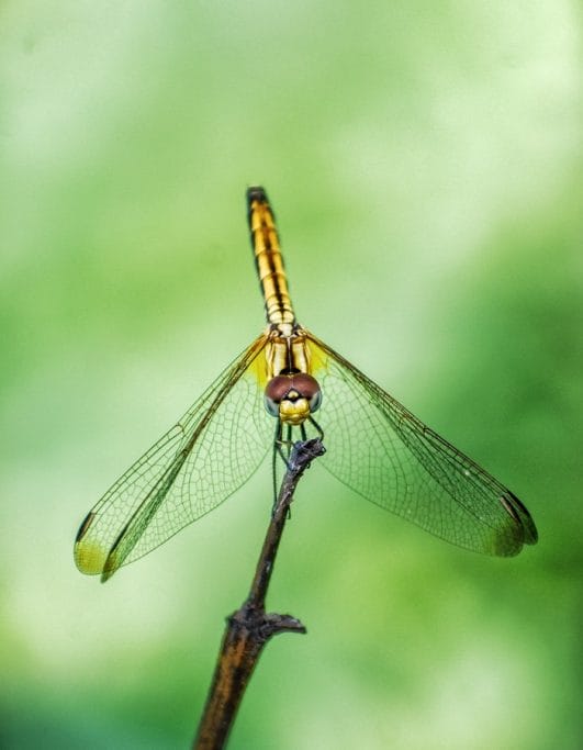 160+ Dragonfly Names: A List of Beautiful and Unique Dragonfly Names