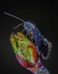 120+ Moth Pet Names to Start Naming Your New Friend