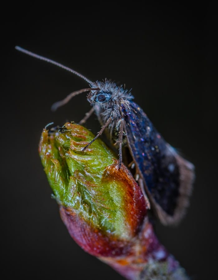 Seal Names: 150+ Most Popular Names for Seals - PetPress