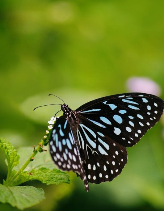 290+ Butterfly Names - Fascinating Name Ideas For Beautiful Insects