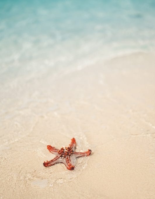 180+ Starfish Names: The Most Interesting Names for Starfish