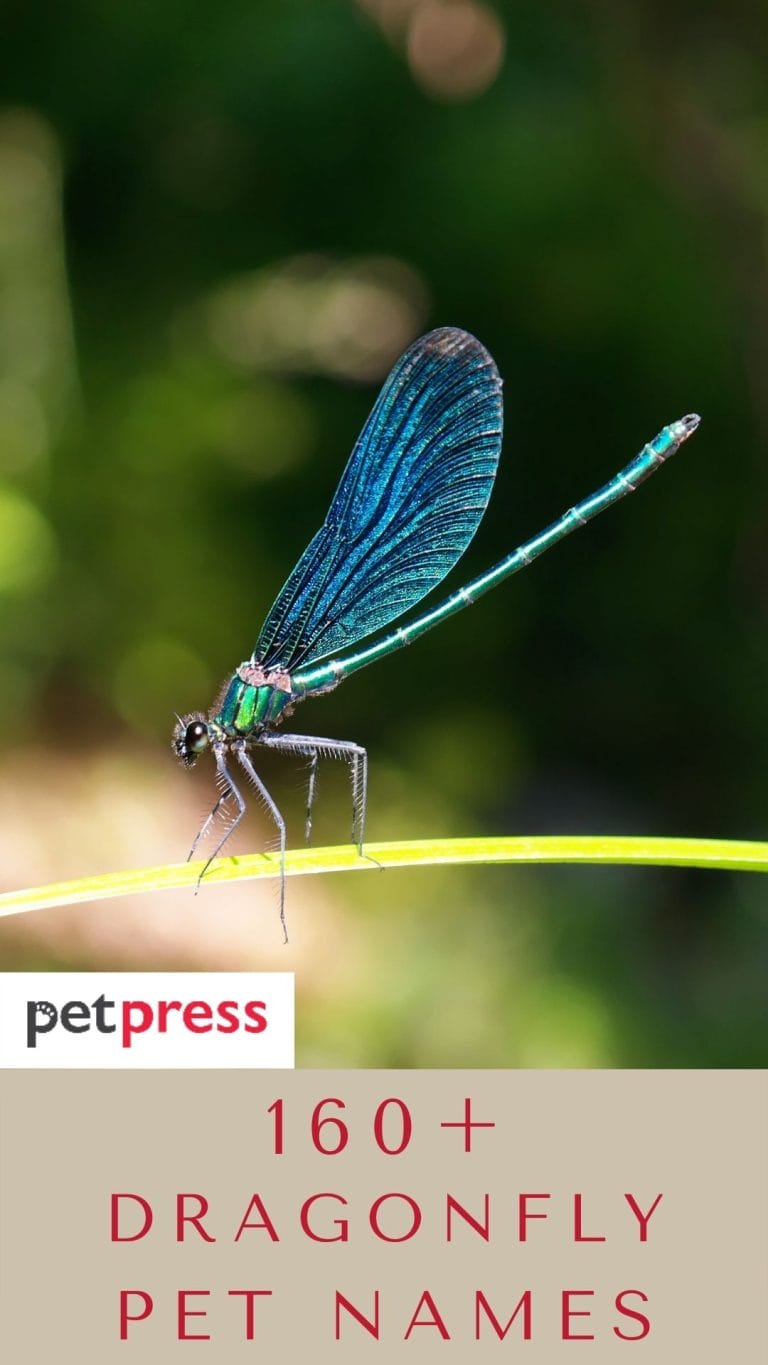 160+ Dragonfly Names: A List of Beautiful and Unique Dragonfly Names