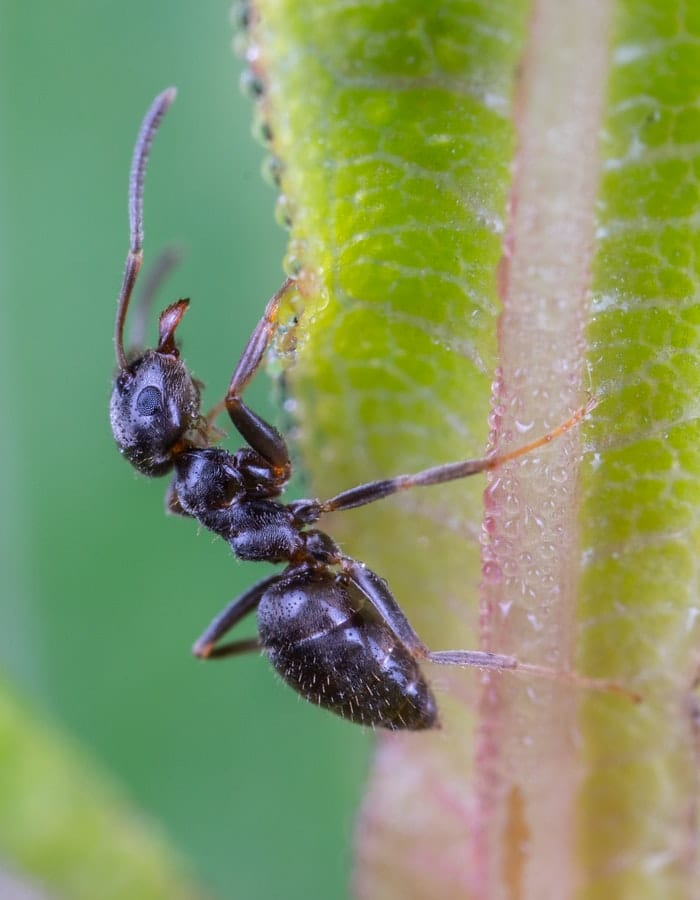 120+ Ant Names to Help You Naming Your Little Insect
