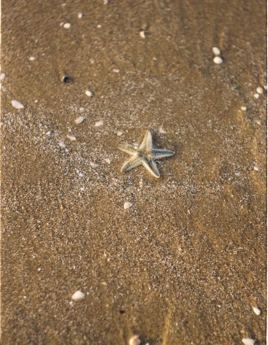 180+ Starfish Names: The Most Interesting Names for Starfish