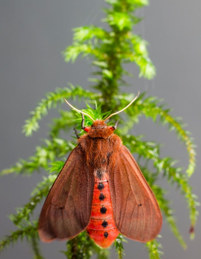 120+ Moth Pet Names to Start Naming Your New Friend