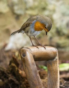 120+ Robin Names: Name Ideas to North America's Favorite Bird