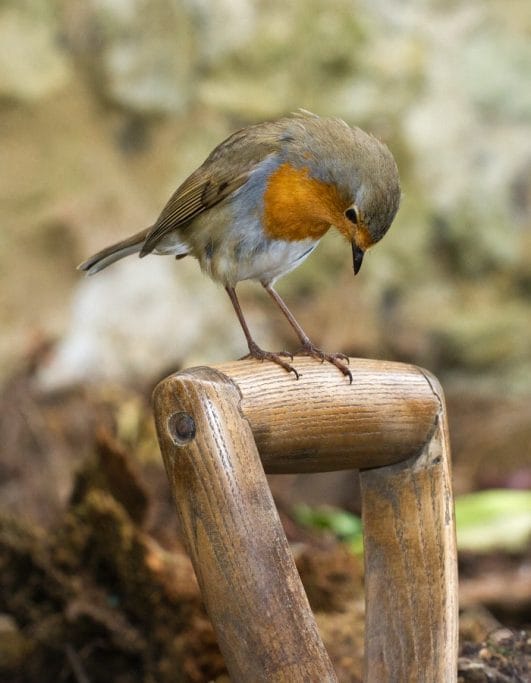 120+ Robin Names: Name Ideas to North America's Favorite Bird