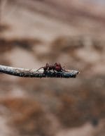 120+ Ant Names to Help You Naming Your Little Insect