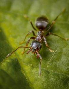 120+ Ant Names to Help You Naming Your Little Insect
