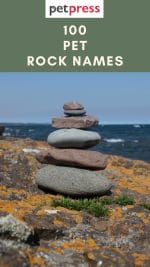 100 Pet Rock Names: Unique and Adorable Names for Your New Pet Rock