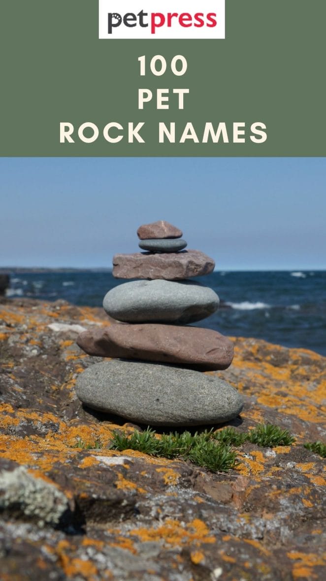 100 Pet Rock Names Unique And Adorable Names For Your New Pet Rock 100-pet-rock-names-unique-and-adorable-names-for-your-new-pet-rock