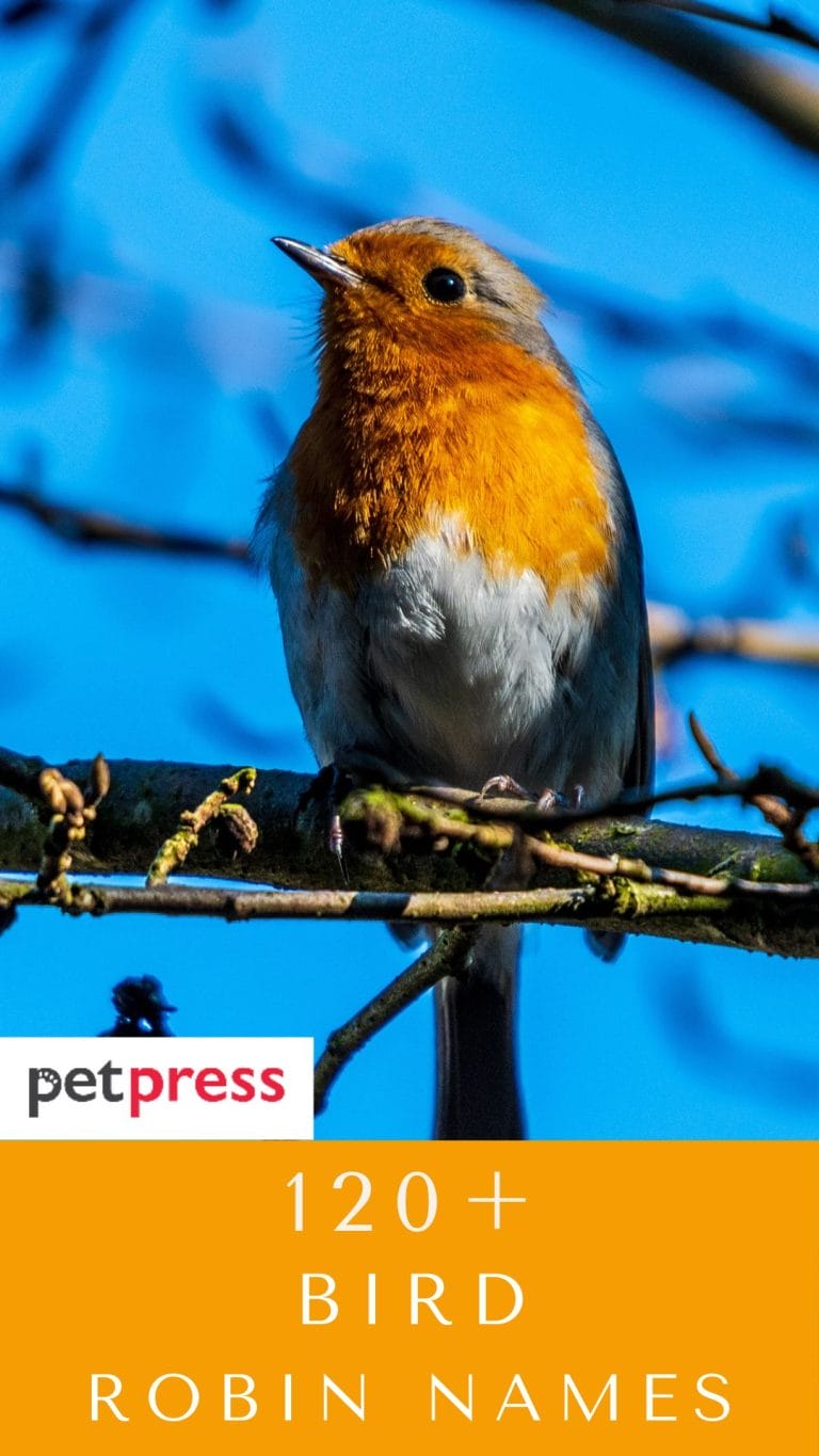 120+ Robin Names: Name Ideas to North America's Favorite Bird