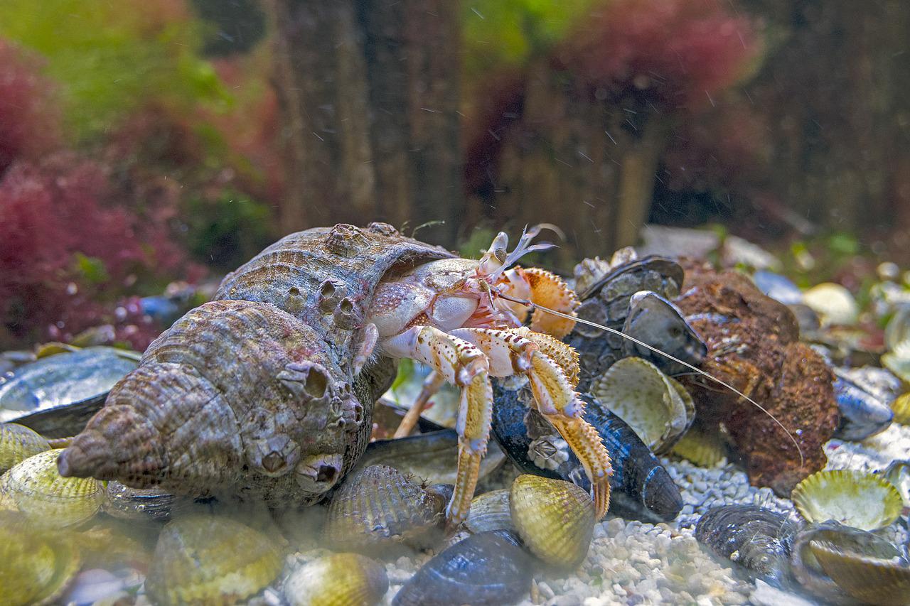 Species of Hermit Crabs: Guide, Trivia & More!