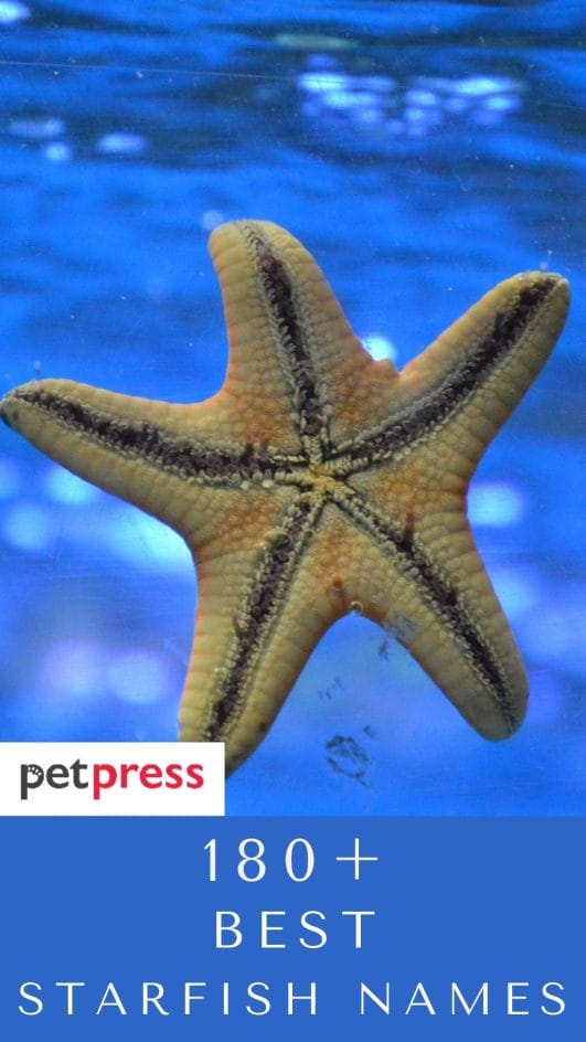 180+ Starfish Names: The Most Interesting Names for Starfish