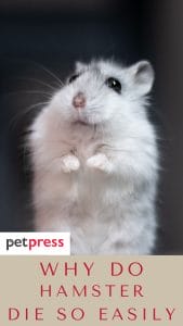 Why Do Hamsters Die So Easily? The Truth About Hamster Mortality