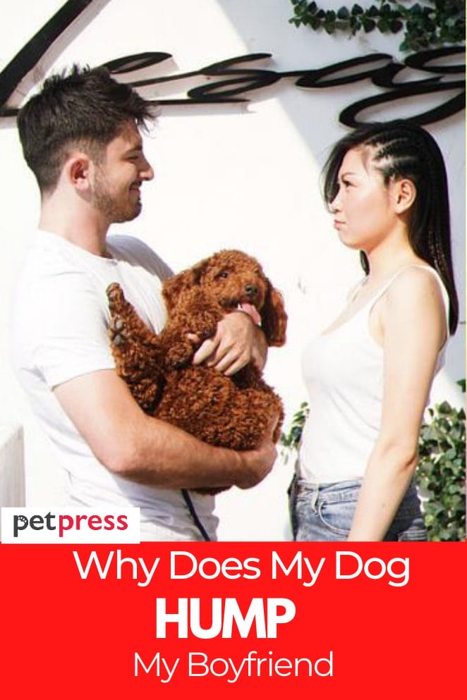 Why does my Dog Hump my Boyfriend Why does my Dog Hump my Boyfriend