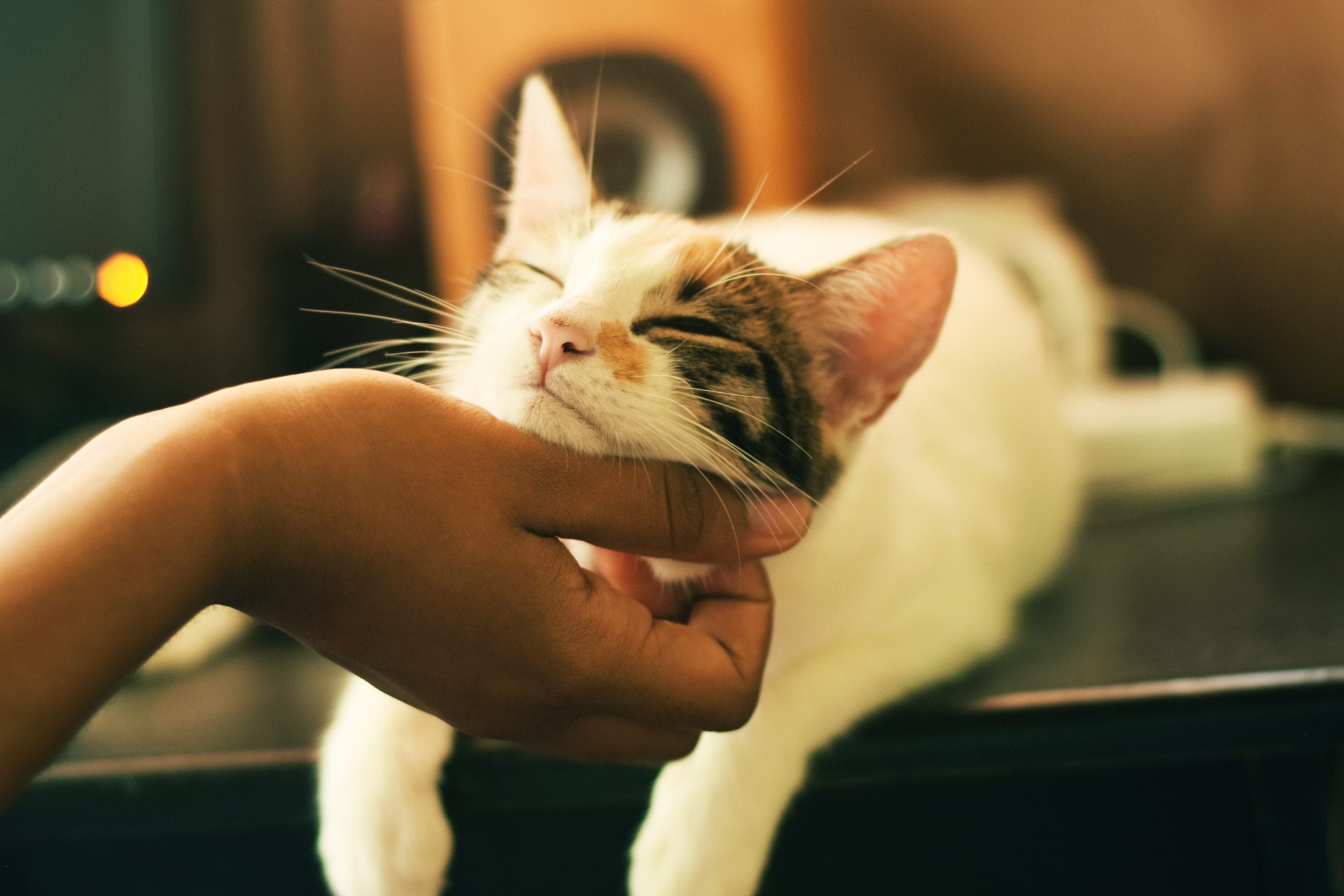 Why do cats like being petted: The Science Behind It Why do cats like being petted: The Science Behind It