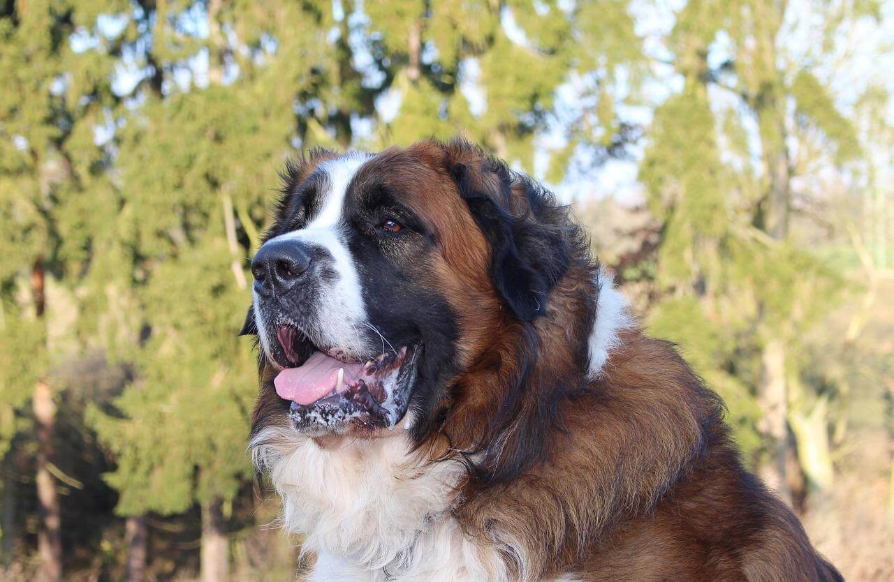 5 Best Big Dog Breeds For Your Family