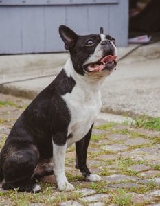 10 Friendliest Dog Breeds: Cute And Friendly Dogs for Everyone