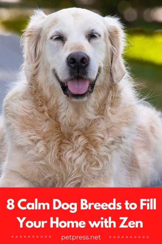 8 Calm Dog Breeds to Fill Your Home with Zen